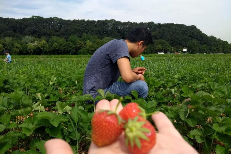 Erdbeeren selber pflücken - frisch vom Feld,nachhaltig und so lecker!